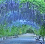 Adelaide Botanic Gardens – Little Green Nomad